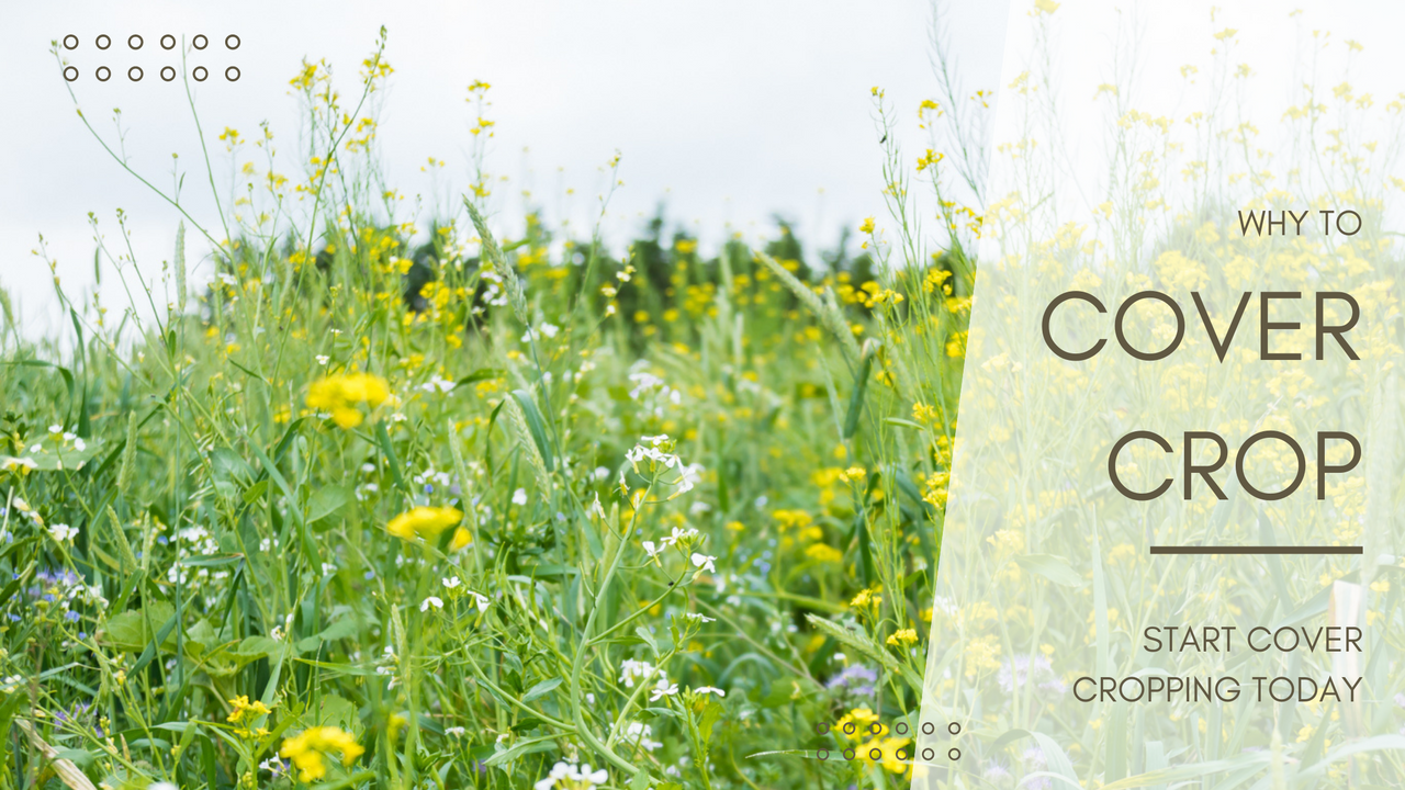 Why to Cover Crop – Green Cover