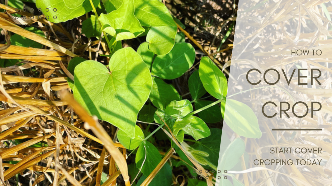 How to Cover Crop – Green Cover