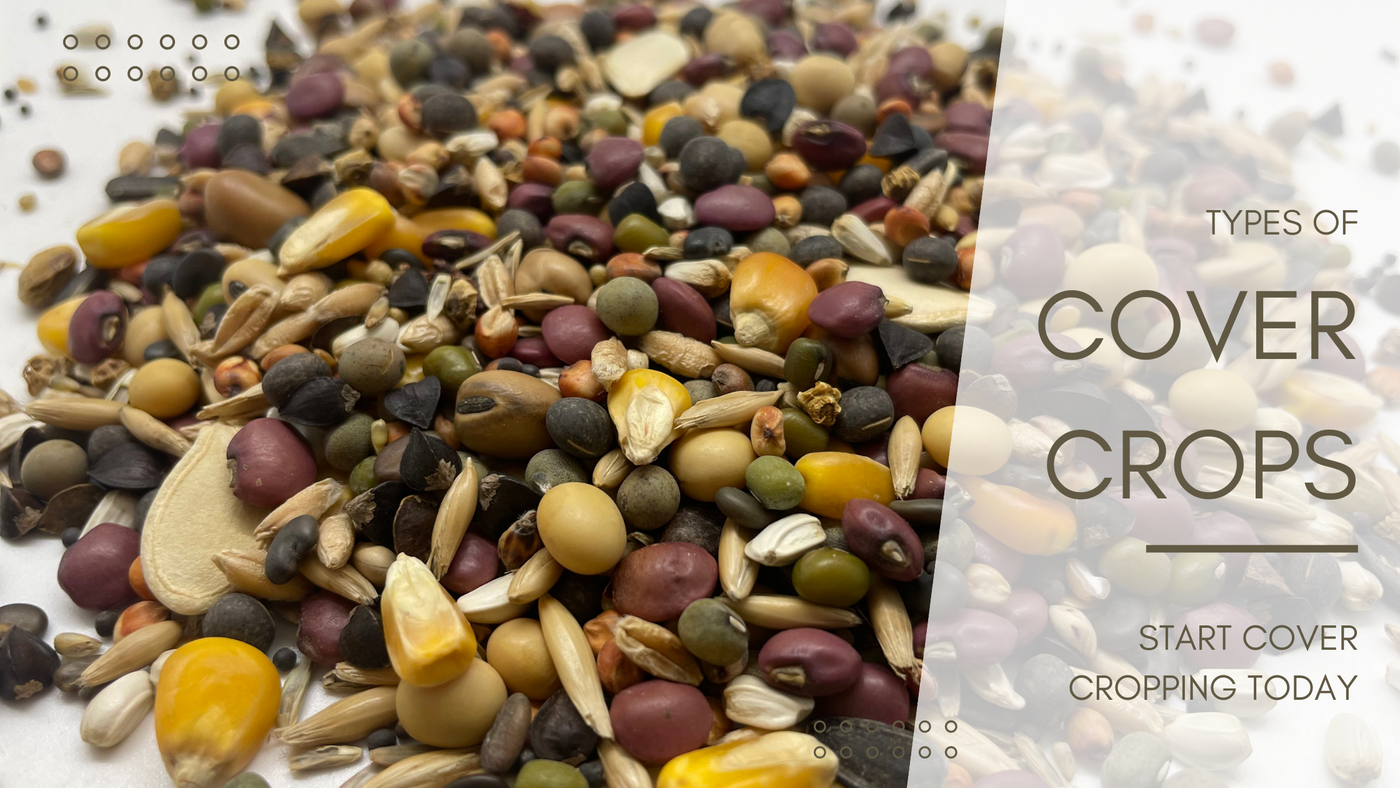 Types of Cover Crops – Green Cover