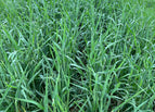 Spring Oats (Rushmore) – Green Cover