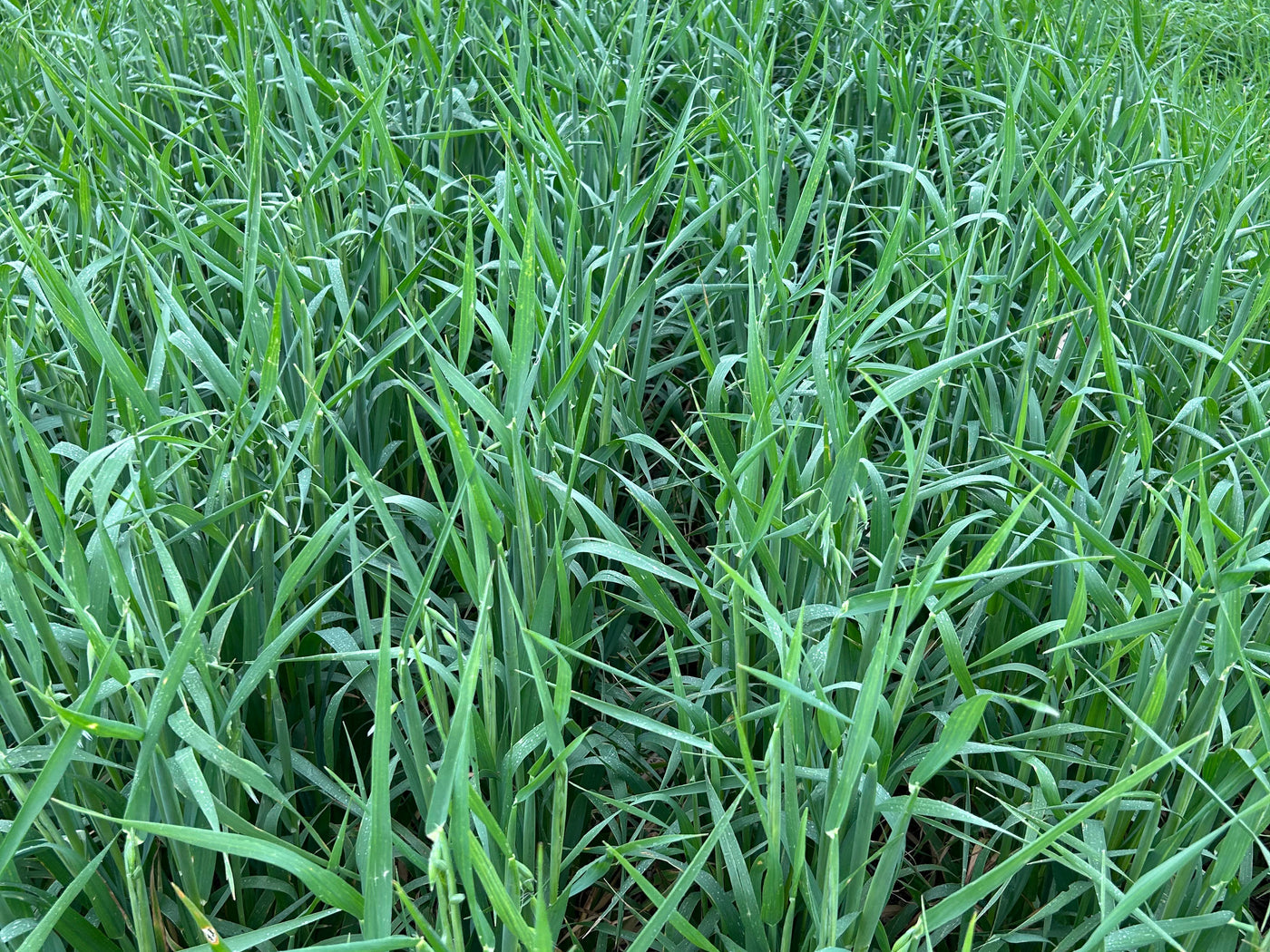 Spring Oats (Rushmore) – Green Cover