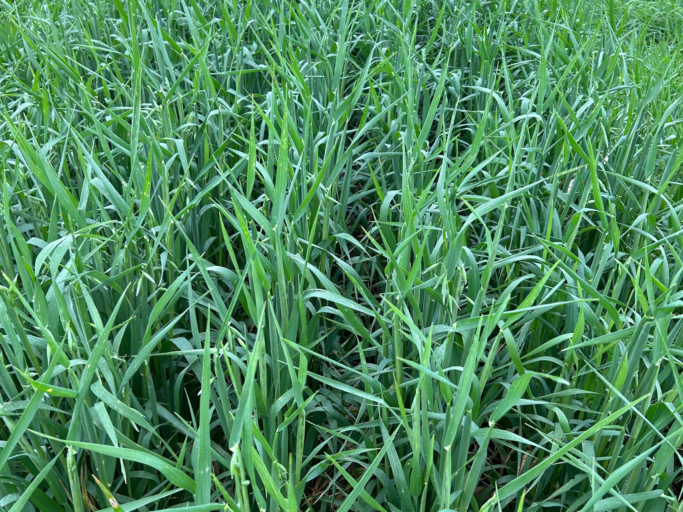 Spring Oats (Rushmore) – Green Cover