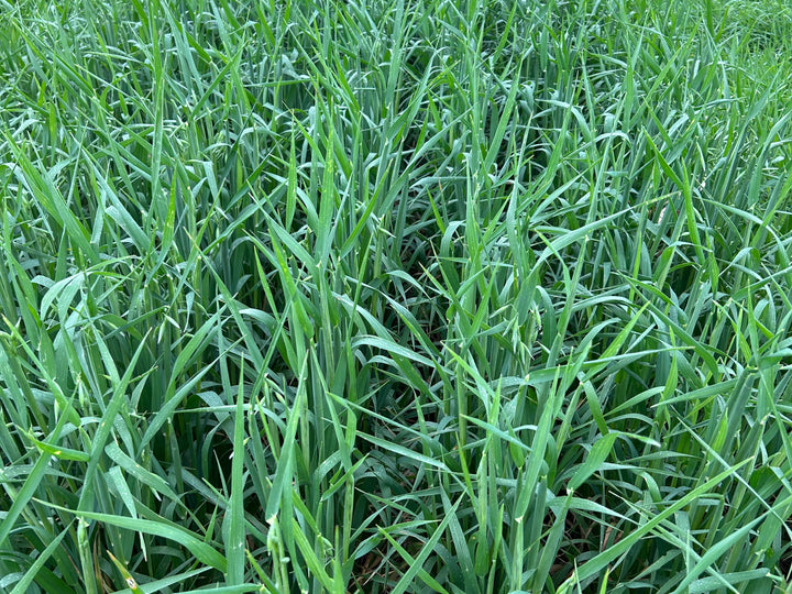 Spring Oats (Rushmore) – Green Cover