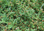 Balansa Clover (Fixation)- OMRI Inoculated – Green Cover