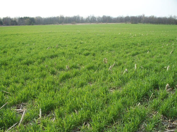 Cereal Rye (Hazlet) – Green Cover
