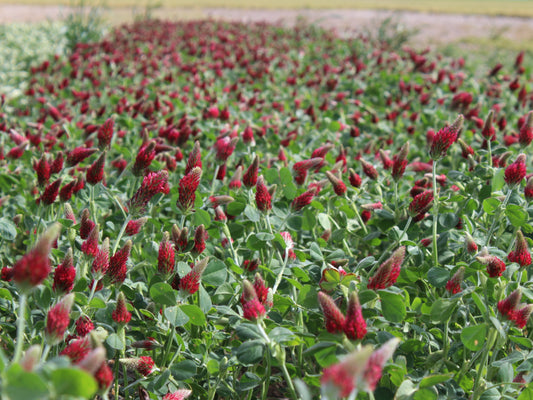 Single Species Seed – Green Cover