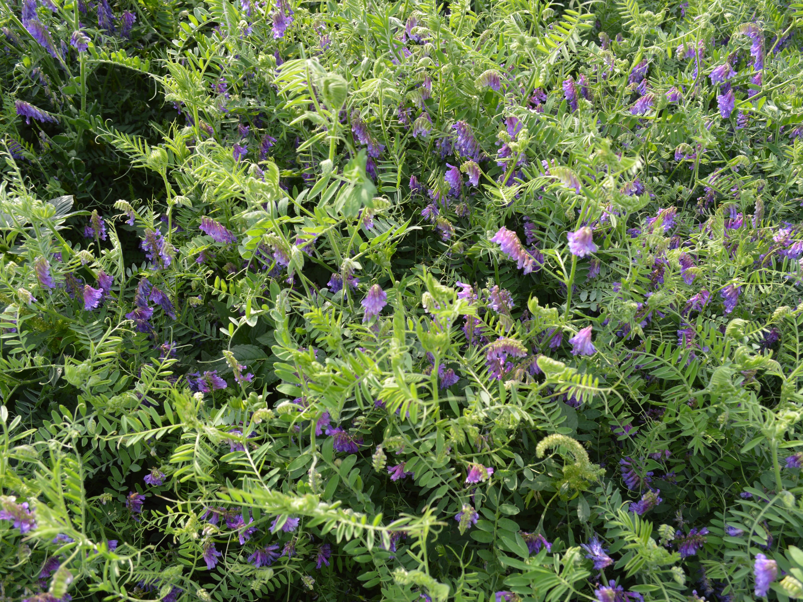 Hairy Vetch (Winter Warrior) – Green Cover