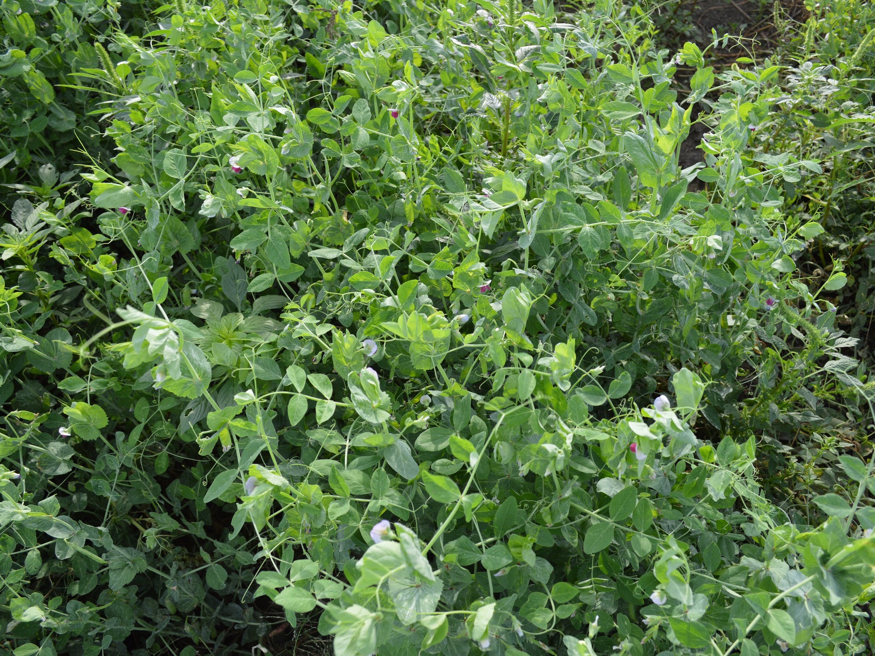 Spring Forage Pea (4010 Non-GMO) – Green Cover