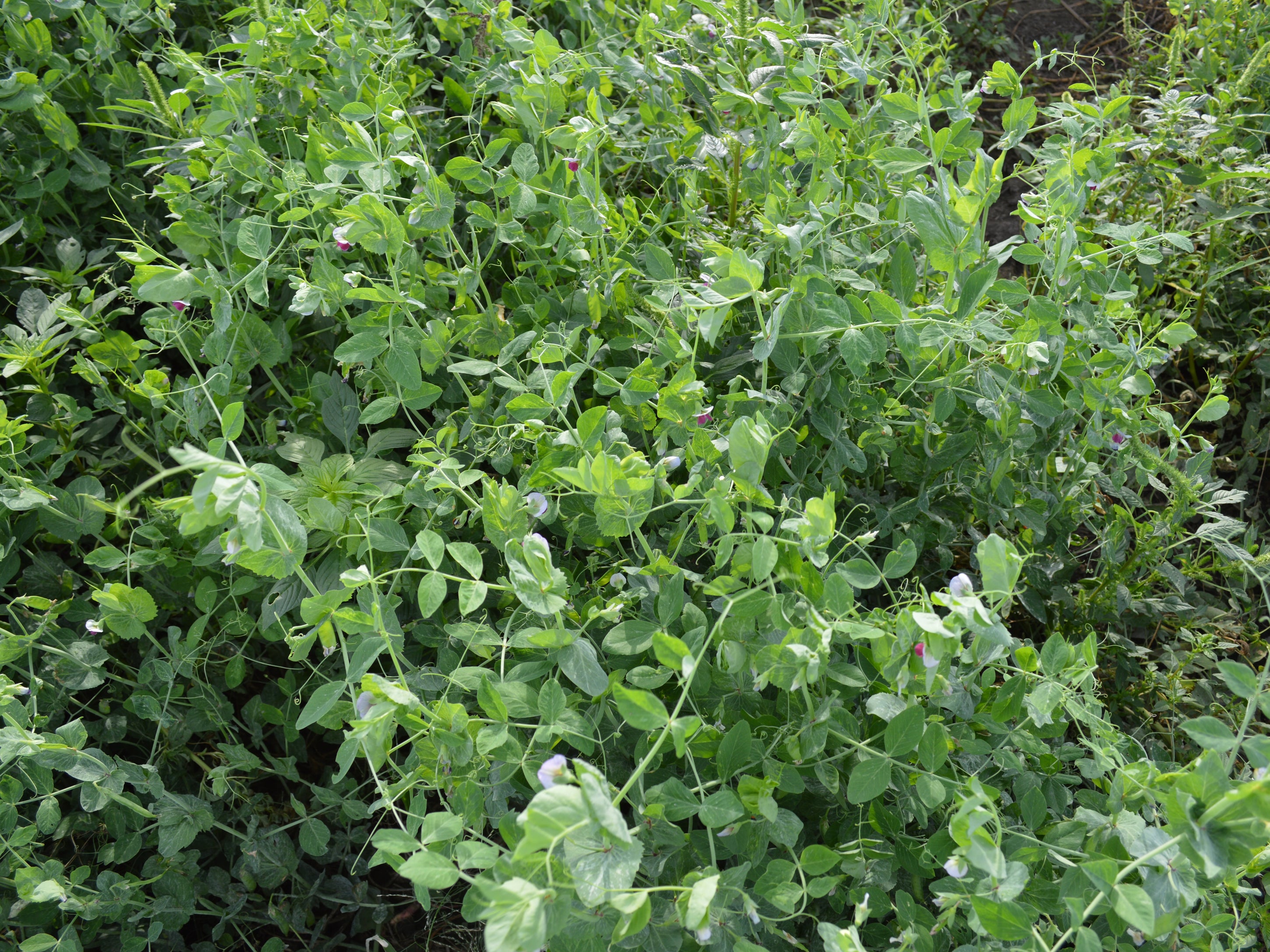 Spring Forage Pea (4010 Non-GMO) – Green Cover