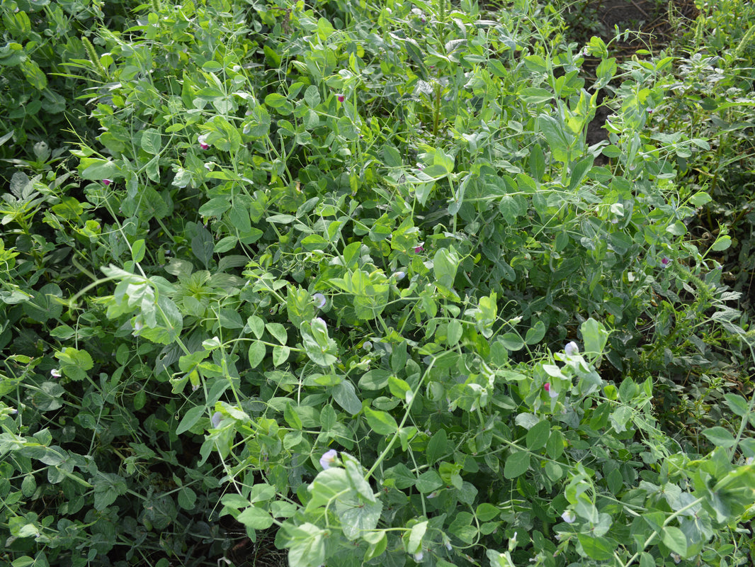 Spring Forage Pea (4010 Non-GMO) – Green Cover