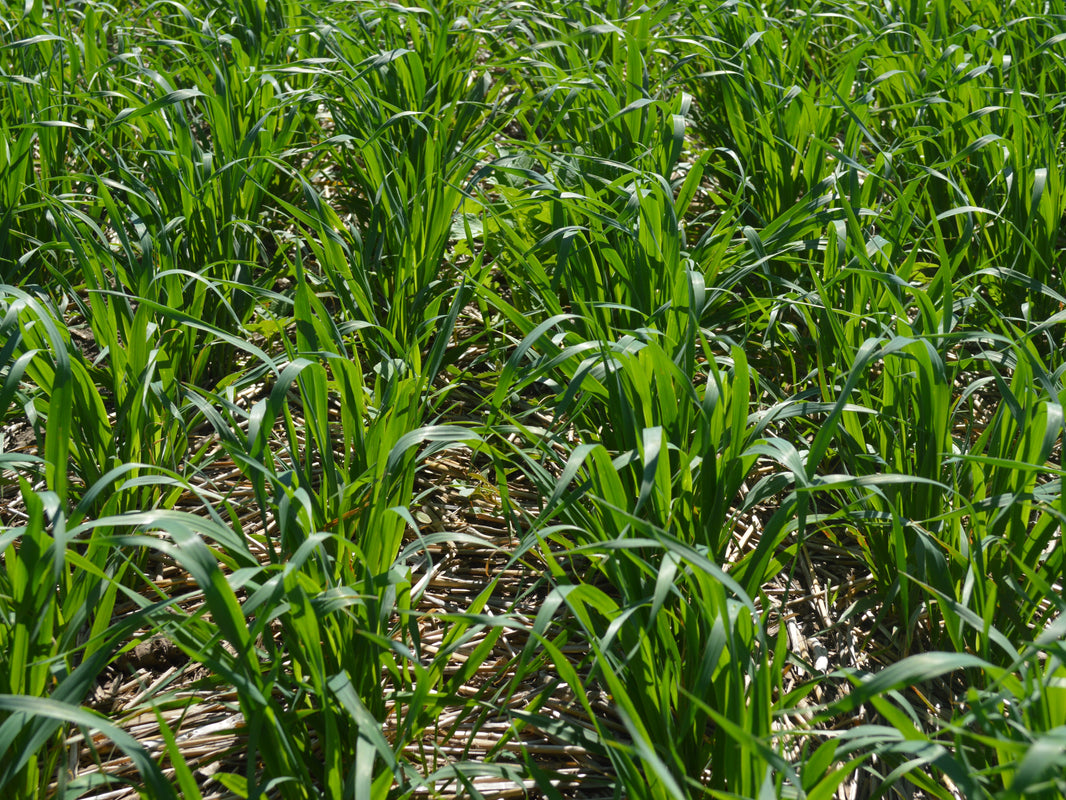 Spring Oats (Rushmore) – Green Cover