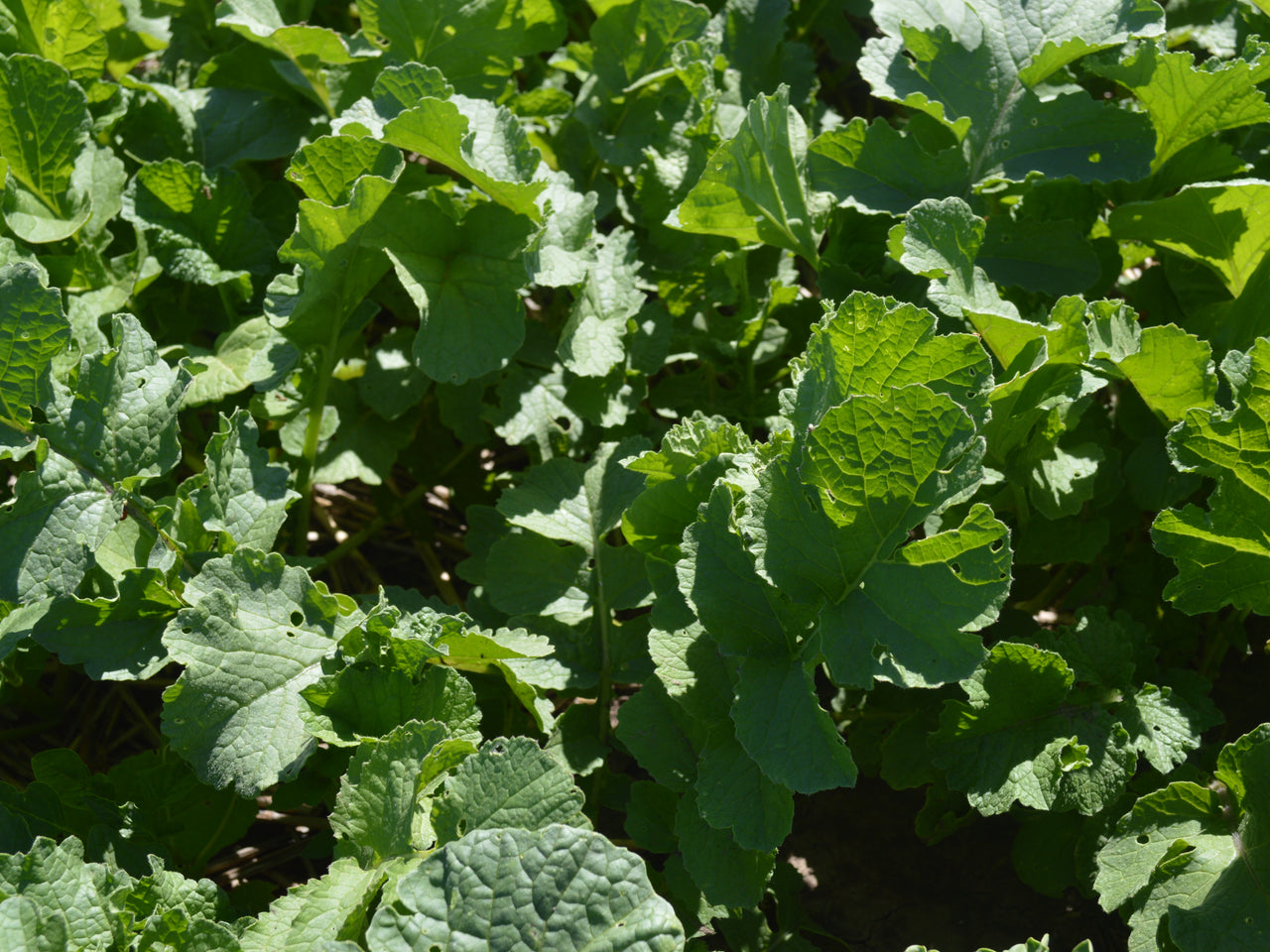 Forage Collards (Impact) – Green Cover