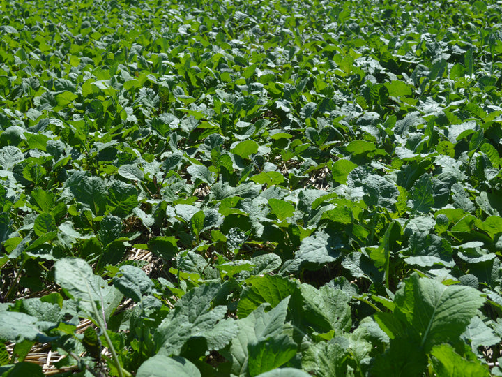 Products – Green Cover