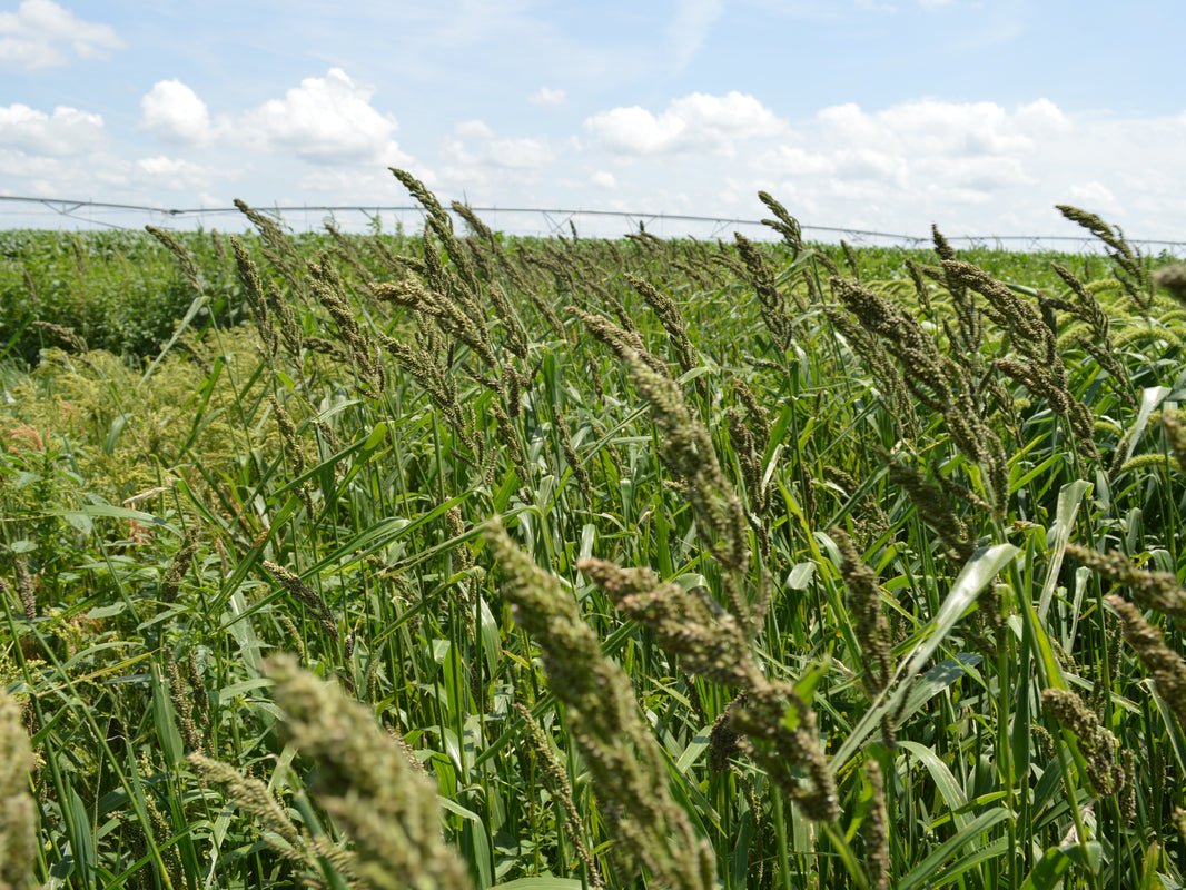 Japanese Millet – Green Cover