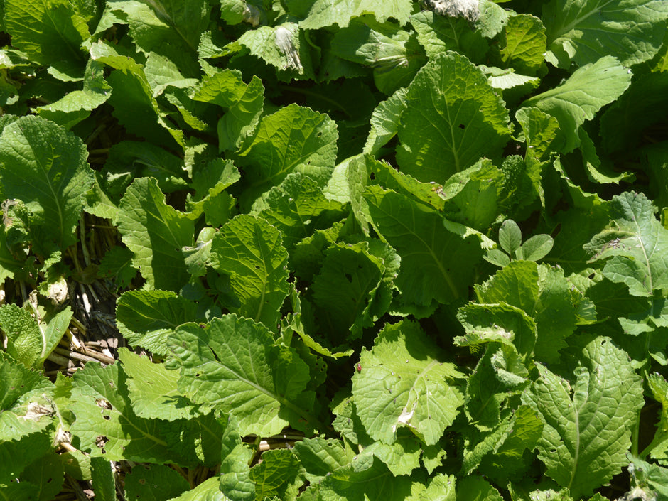 Florida Broadleaf Mustard – Green Cover