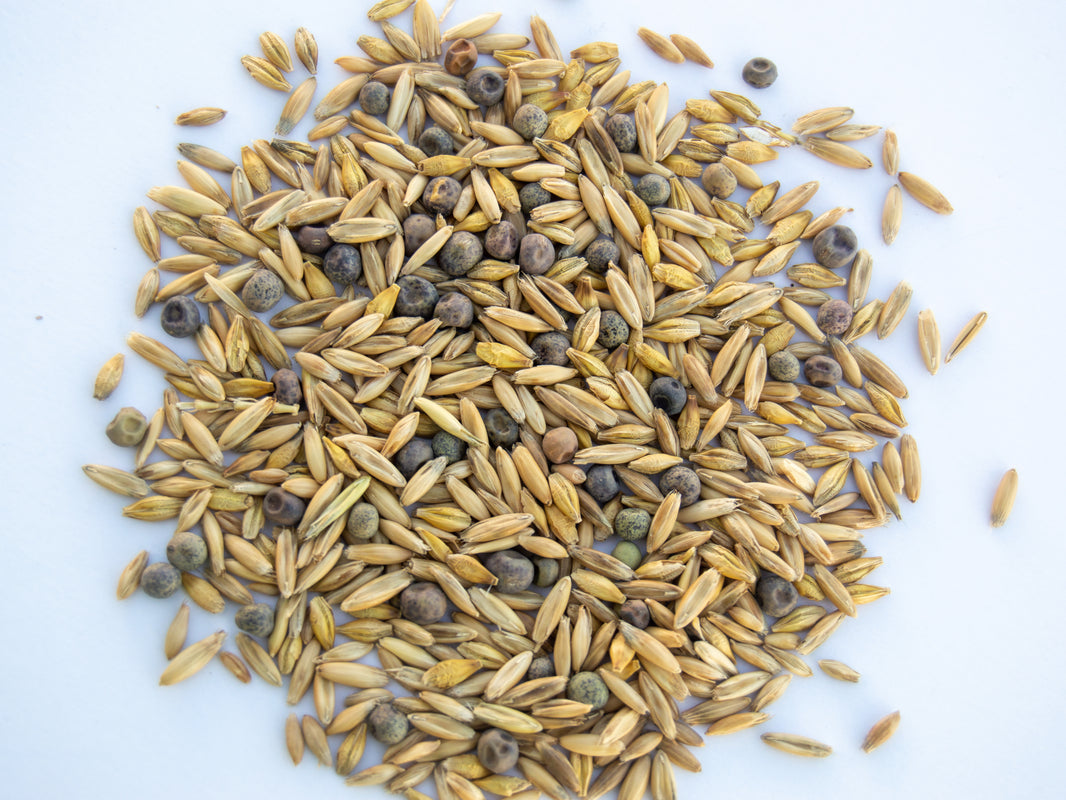 Spring Trio (Oats/Peas/Barley) – Green Cover