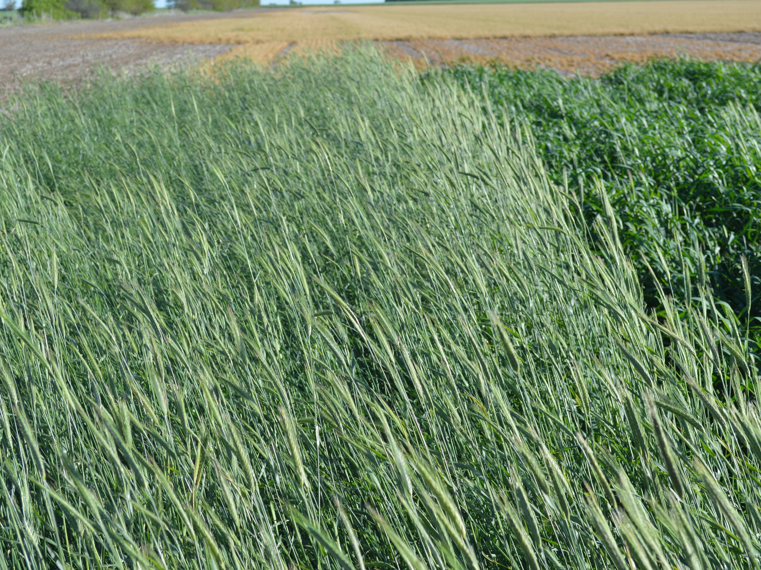 Cereal Rye (Elbon) – Green Cover