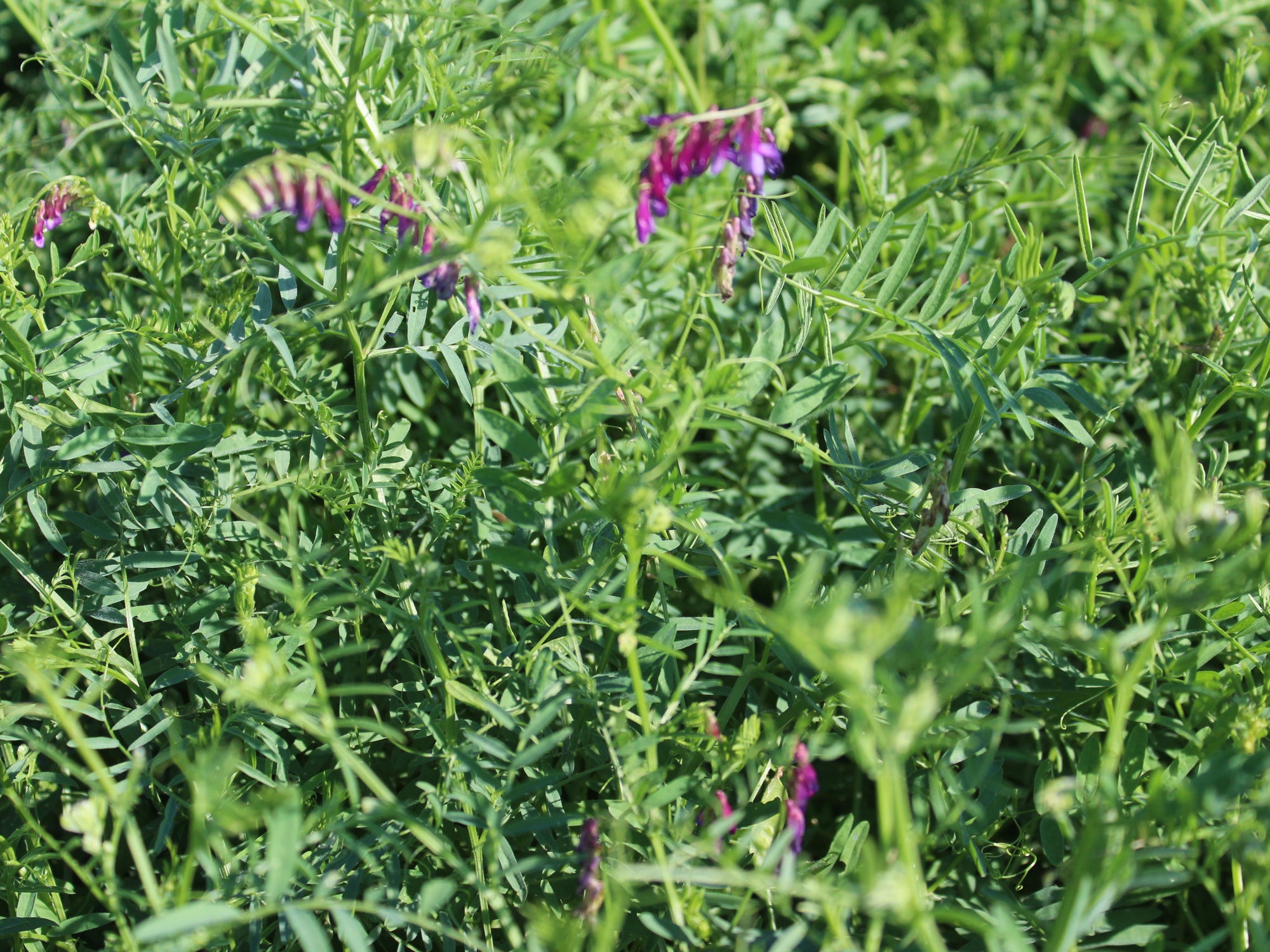 Hairy Vetch (Winter Warrior) – Green Cover