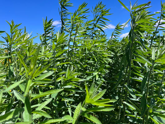 Single Species Seed – Green Cover