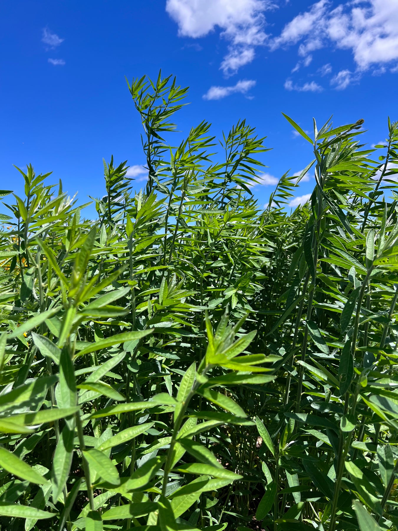 Sunn Hemp – Green Cover