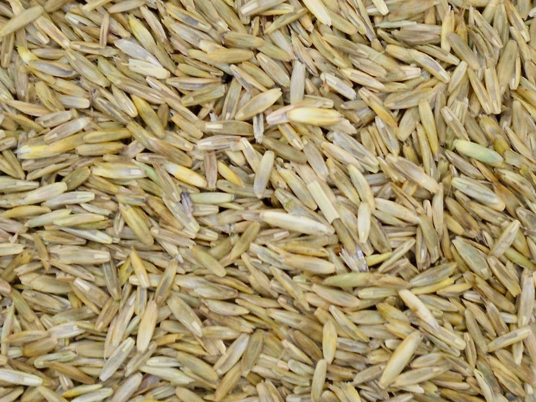 Annual Ryegrass (Ranahan) - Tetraploid – Green Cover