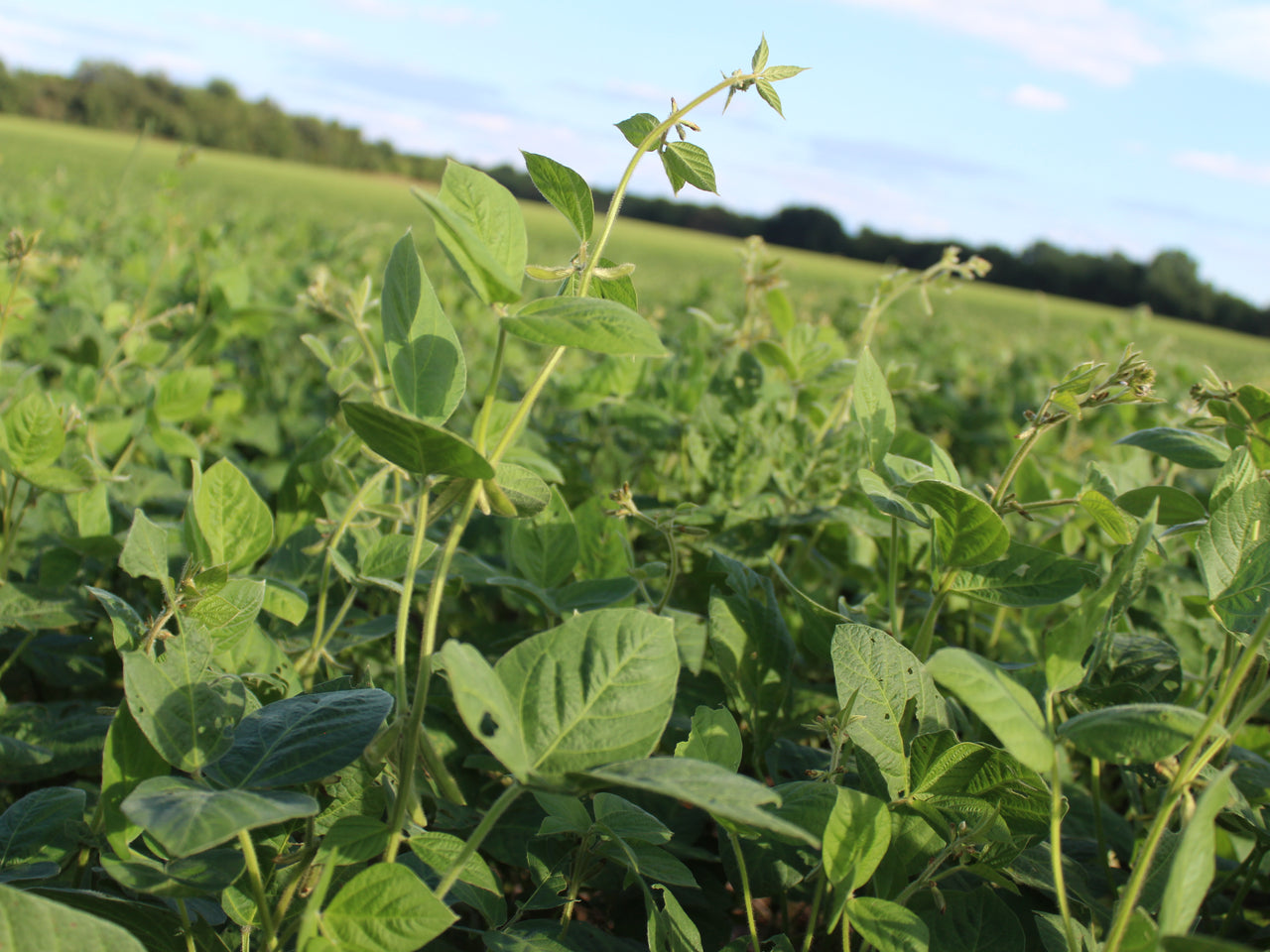 Forage Soybeans (Laredo) – Green Cover