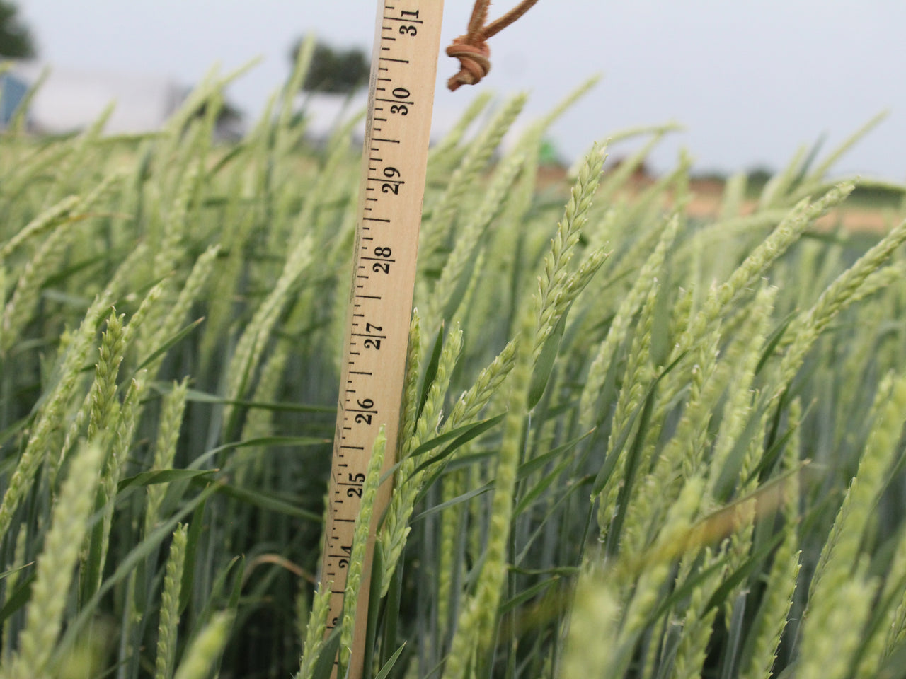Spring Forage Barley (Lavina) - Beardless – Green Cover