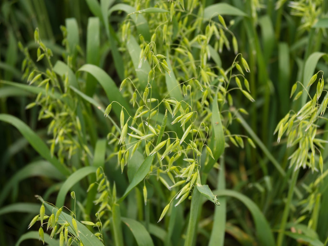 Spring Oats (Rushmore) – Green Cover