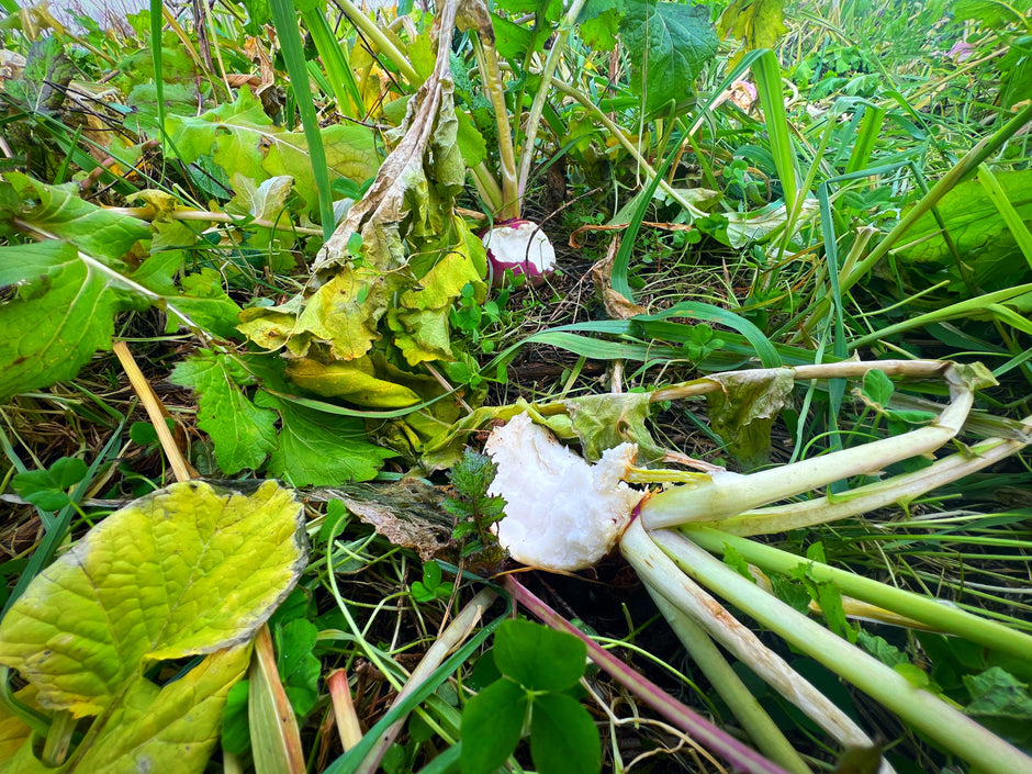 Super Fall Release – Green Cover