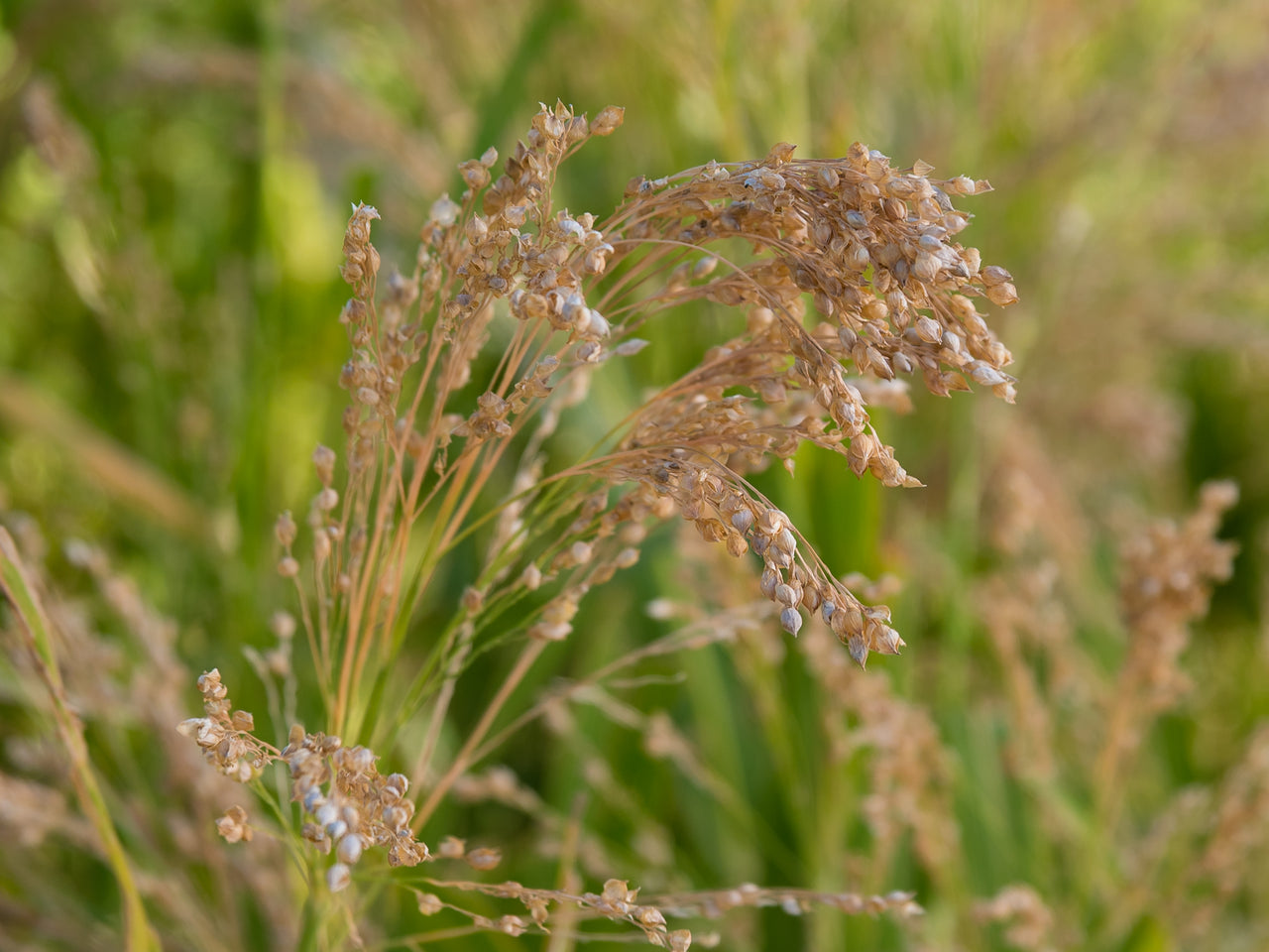 Proso Millet (White) – Green Cover