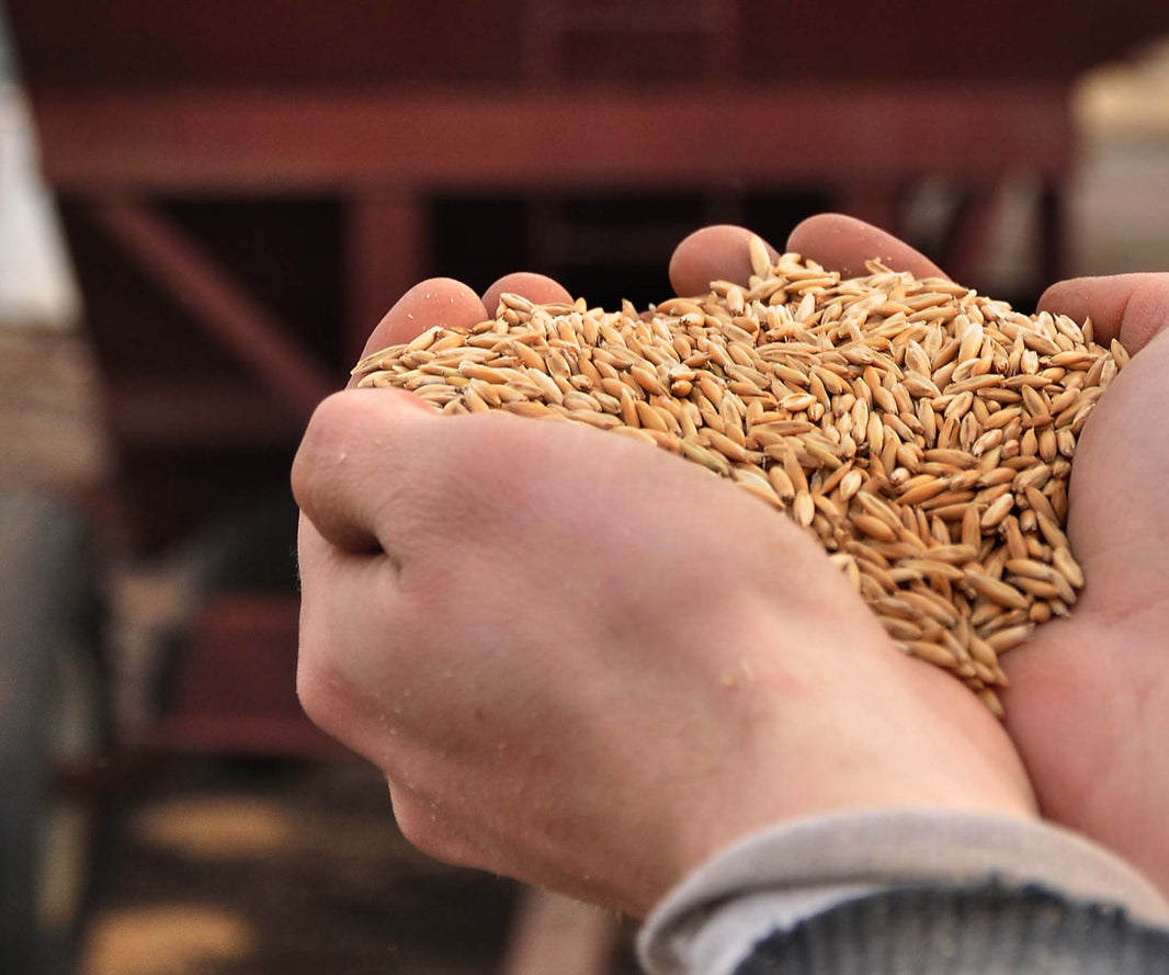 Cereal Rye (Elbon) – Green Cover