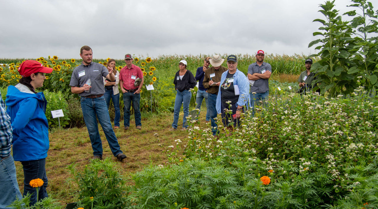 Cereal Rye (Elbon) – Green Cover