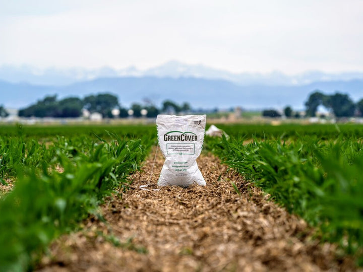 Aeschynomone (American Joint Vetch) – Green Cover