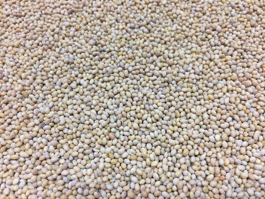 Single Species Seed – Green Cover