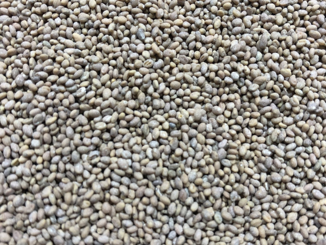 Sweet Clover (Hubam White) - OMRI Inoculated – Green Cover