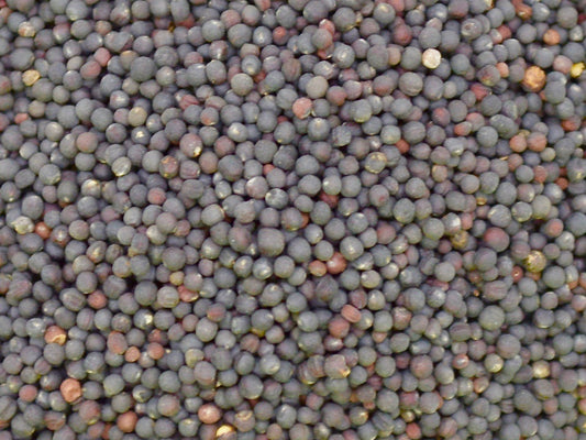 Forage Collards (Impact) – Green Cover