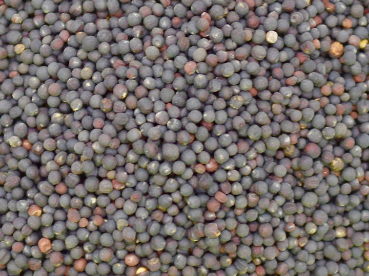 Forage Collards (Impact) – Green Cover