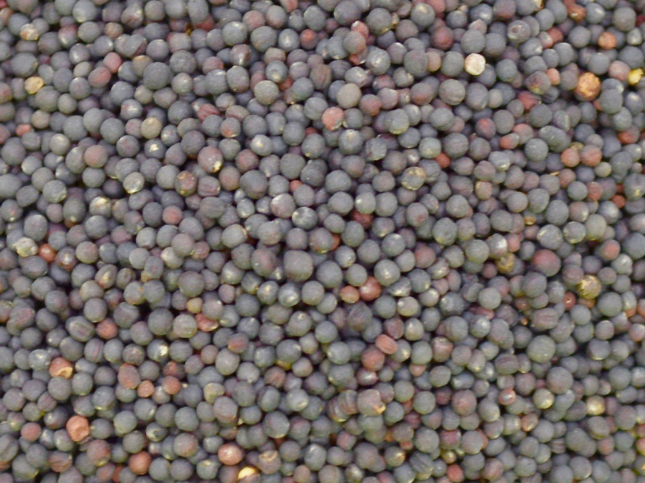 Forage Collards (Impact) – Green Cover