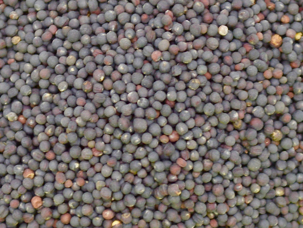 Forage Collards (Impact) – Green Cover