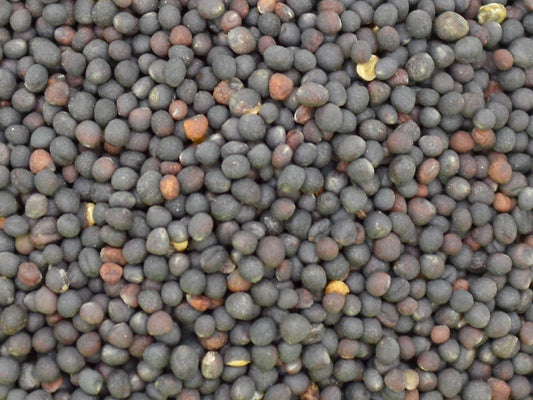 Single Species Seed – Green Cover