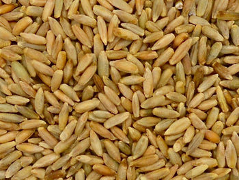 Cereal Rye (Elbon) – Green Cover