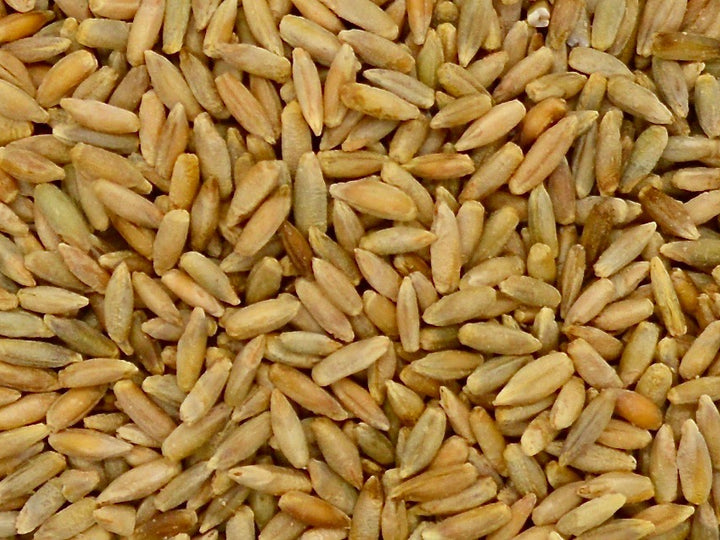 Cereal Rye (Elbon) – Green Cover