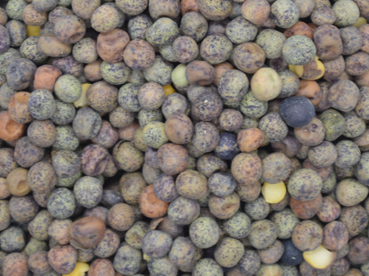 Spring Forage Pea (4010 Non-GMO) – Green Cover