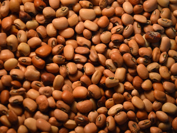 Single Species Seed – Green Cover