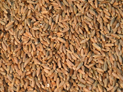 Cereal Rye (Hazlet) – Green Cover