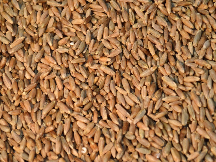 Cereal Rye (Hazlet) – Green Cover