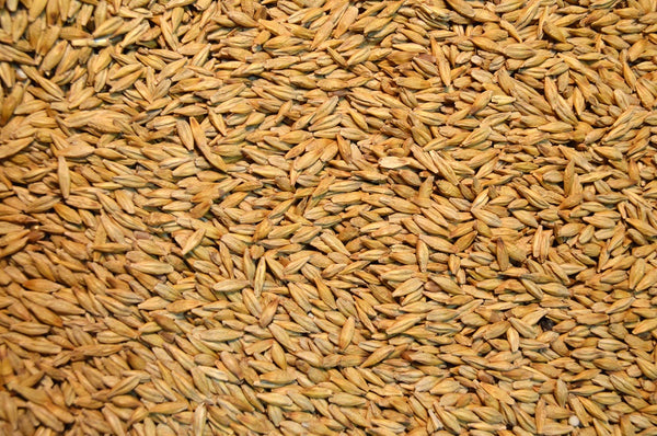 undersown spring barley