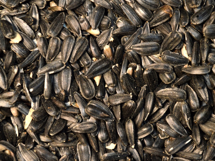 Single Species Seed – Green Cover